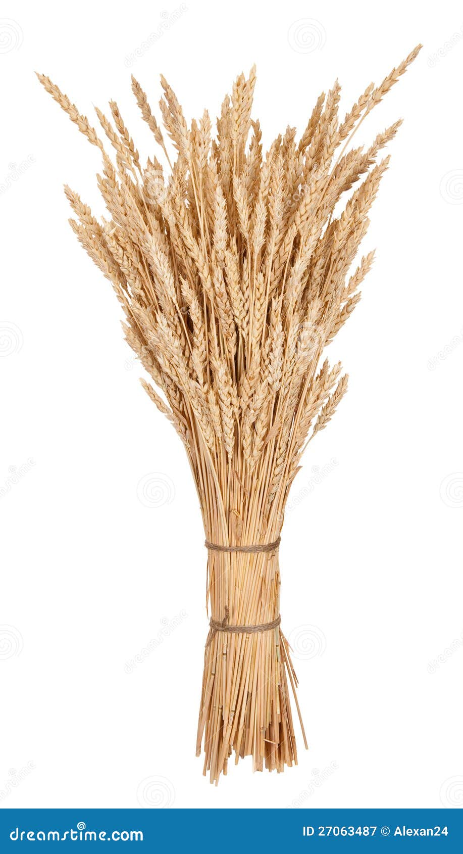 Garbe Weizen stockbild. Bild von herbst, pflegen, saatgut - 27063487