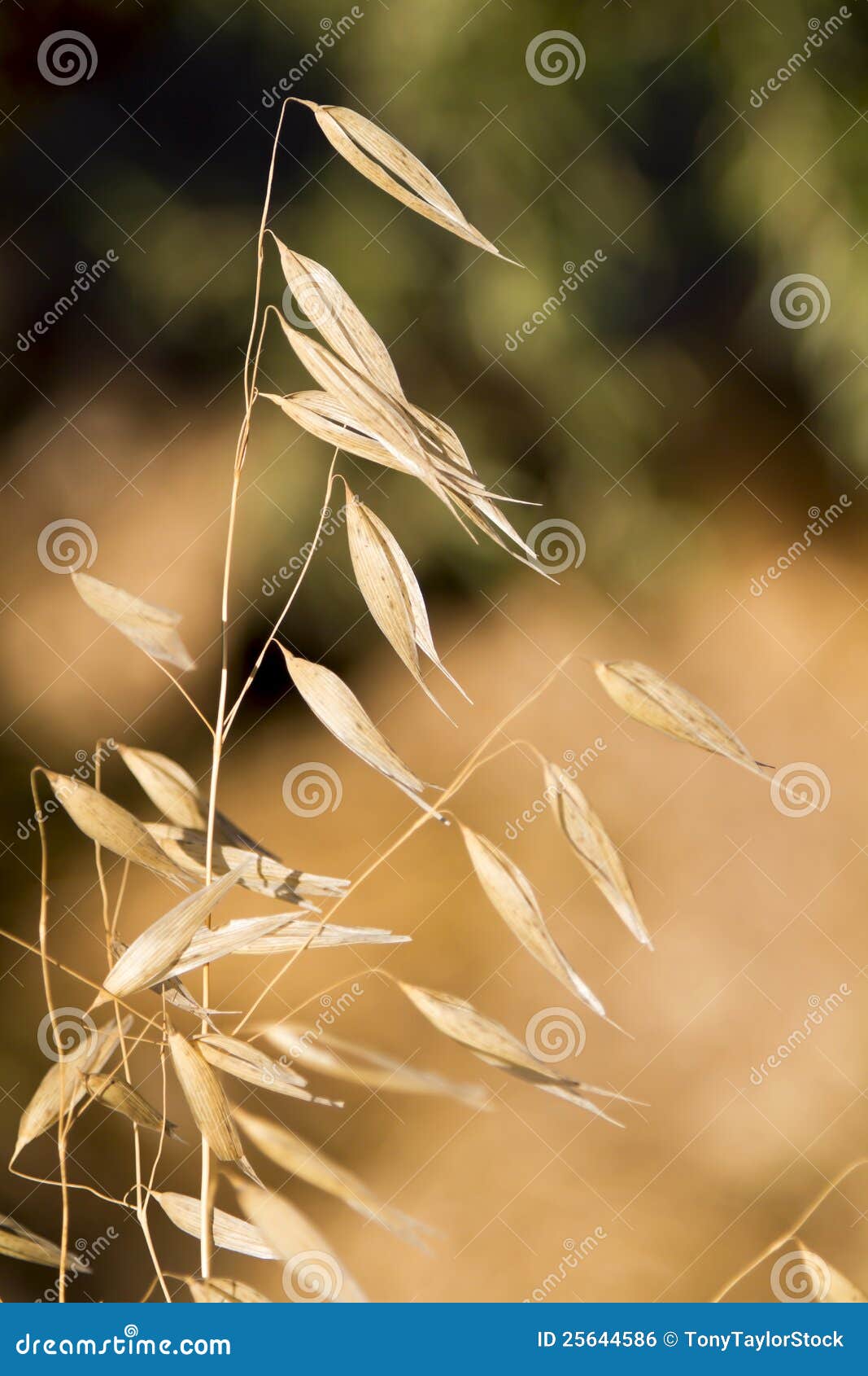 Garbe wilder Weizen stockfoto. Bild von landwirtschaft - 25644586