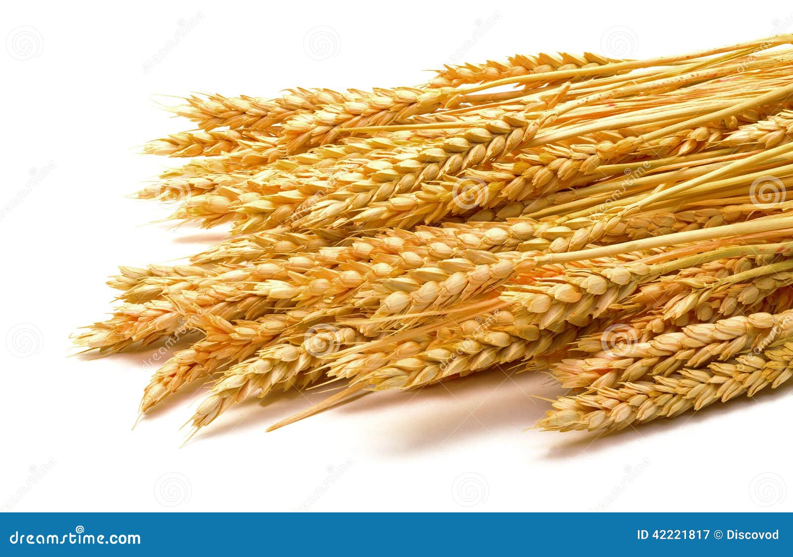 Garben-goldene Weizenähren stockbild. Bild von organisch - 42221817