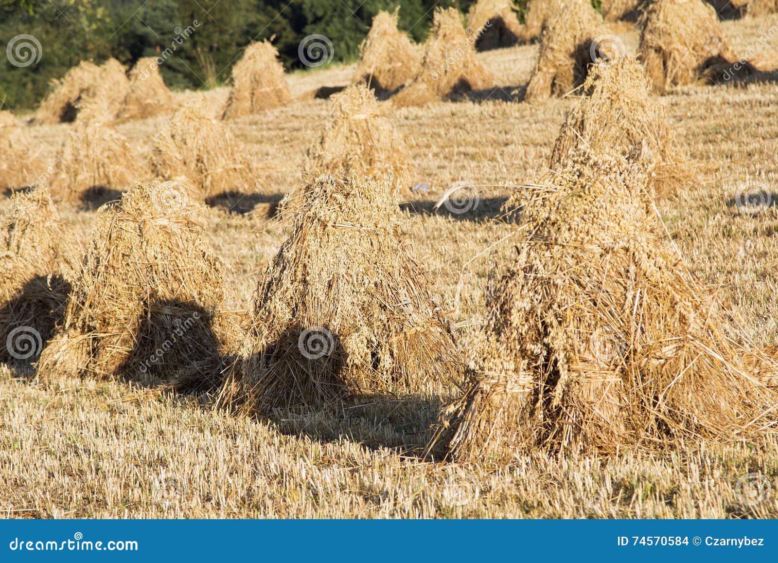 Garben Hafer auf dem Feld stockfoto. Bild von garbe, hintergrund - 74570584