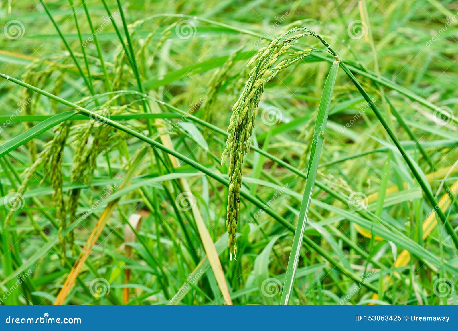Garben junger Reis stockbild. Bild von feld, korn, asien - 153863425