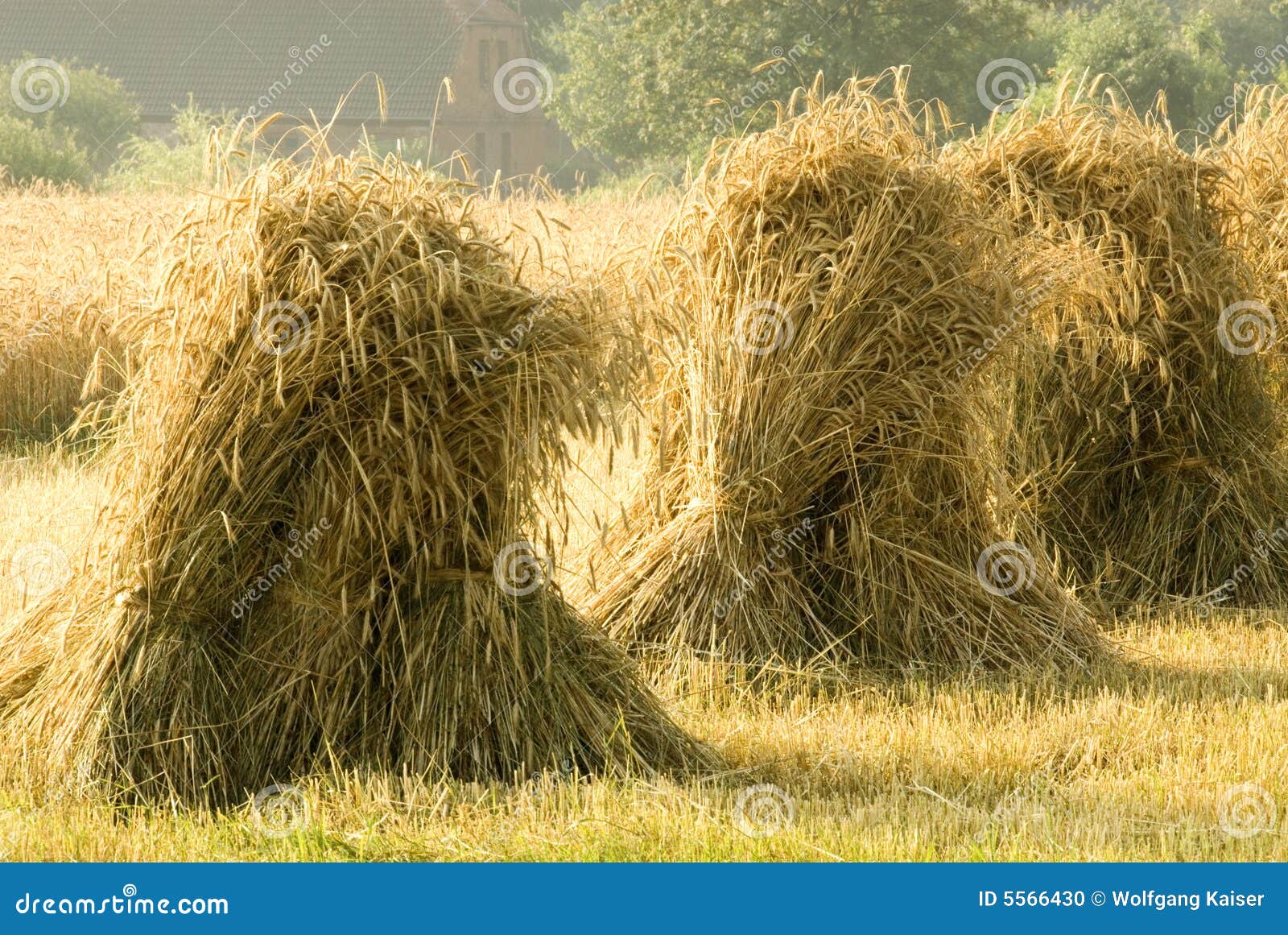 Garben Roggen stockfoto. Bild von mähen, garbe, mais, landwirtschaft ...
