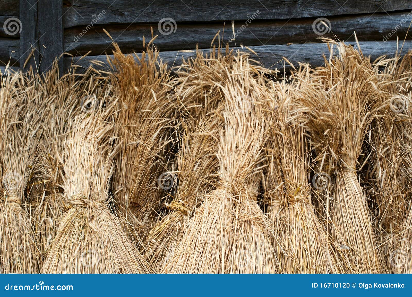 Garben Weizen stockfoto. Bild von landwirtschaft, bauernhof - 16710120