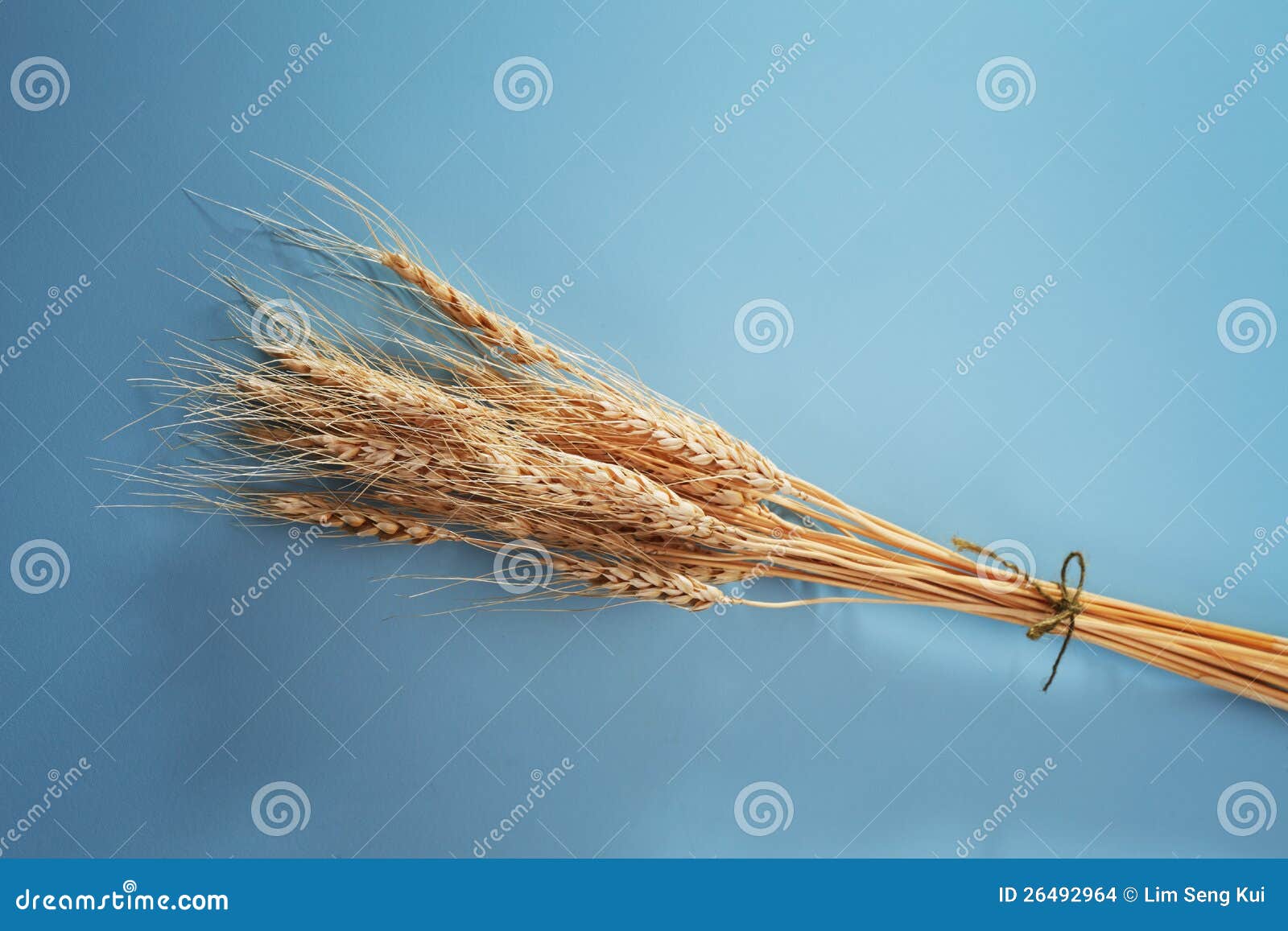 Garben Weizen stockfoto. Bild von getränk, leute, hintergrund - 26492964