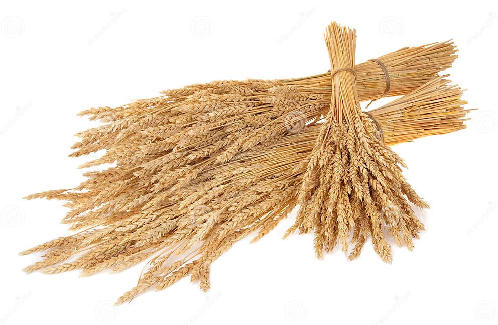 Garben Weizen stockbild. Bild von spitze, herbst, pflegen - 27063937