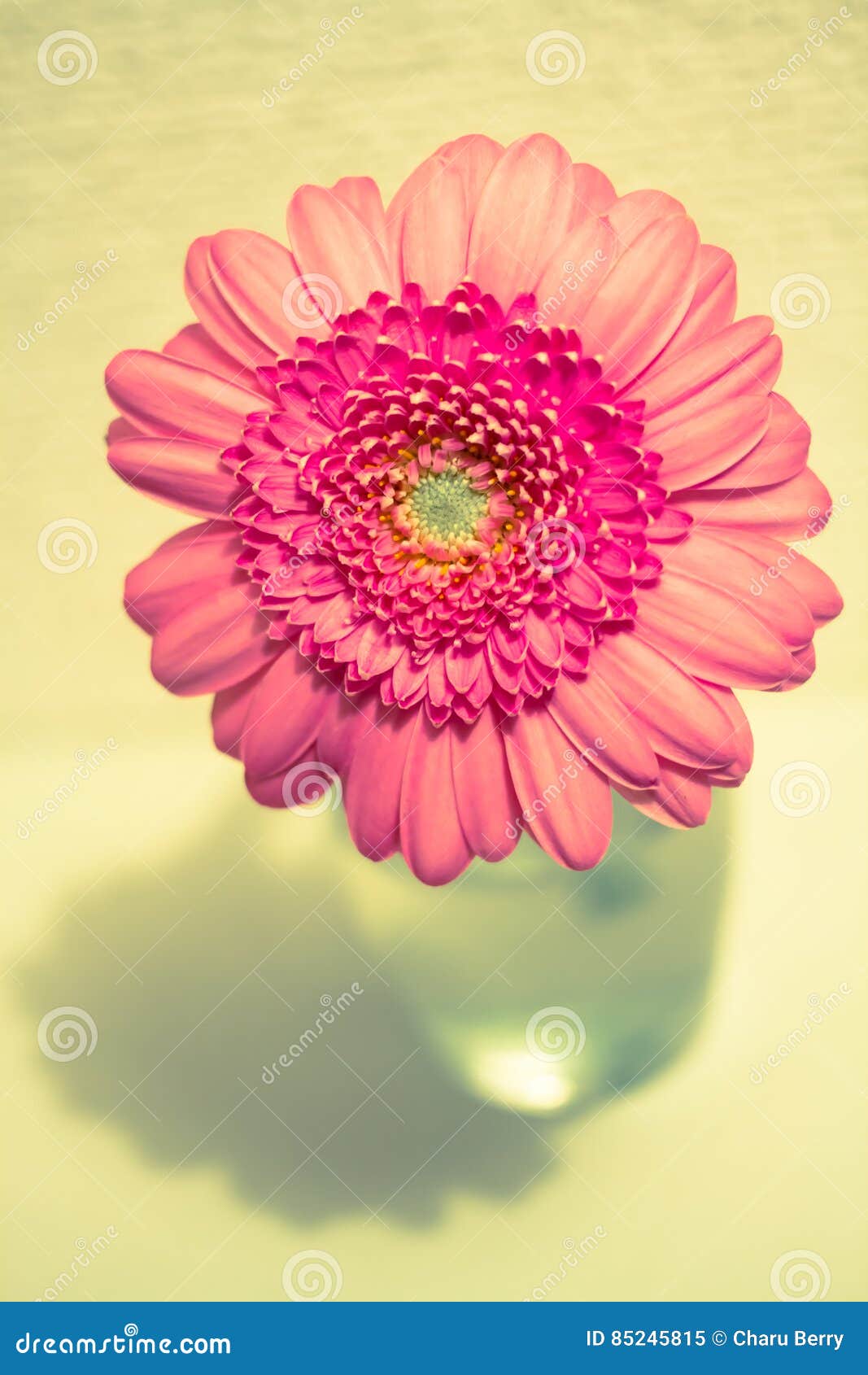 Garbera imagem de stock. Imagem de mulher, brilhante - 85245815