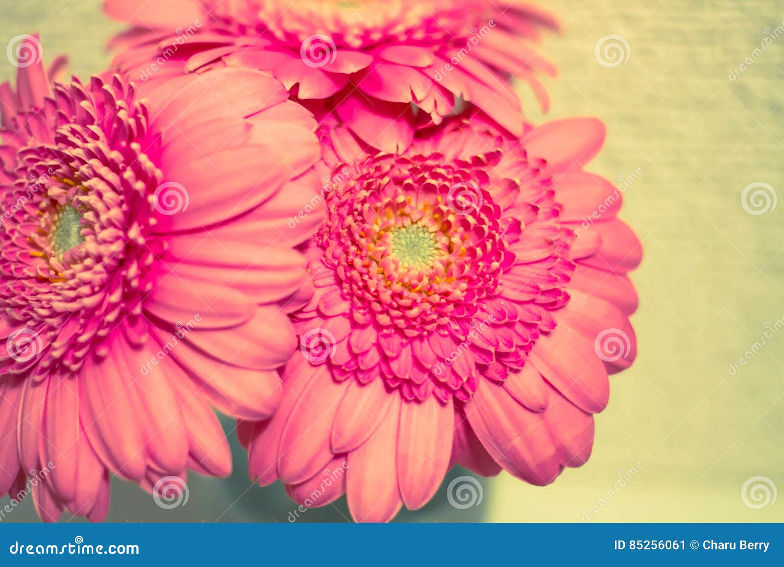 Garbera imagen de archivo. Imagen de sonrisa, brillante - 85256061