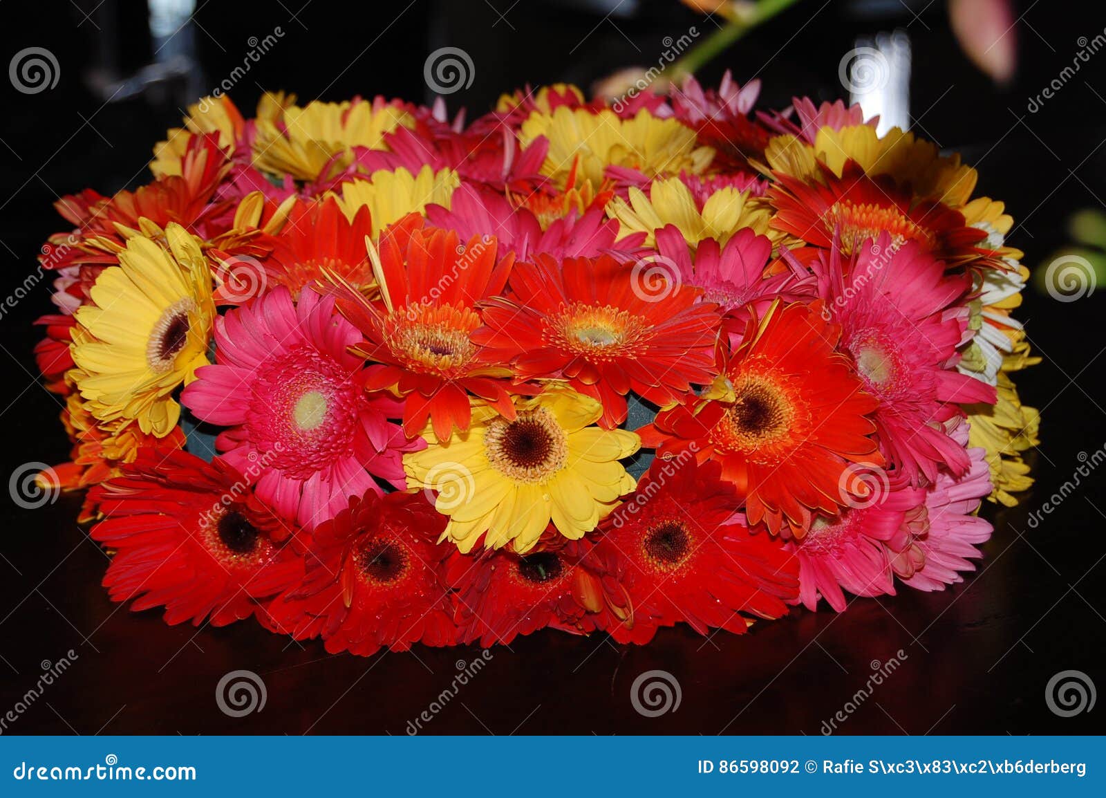 Garbera foto de archivo. Imagen de flor, pedazo, colorido - 86598092
