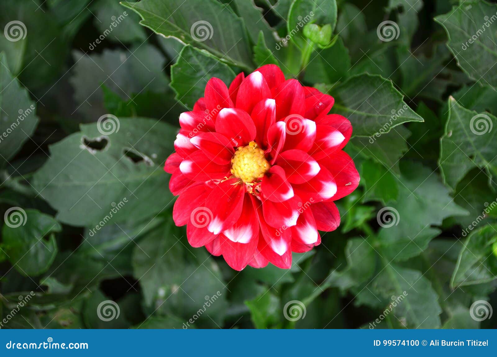 Garbera foto de archivo. Imagen de flor, crisantemo, coloreado - 99574100