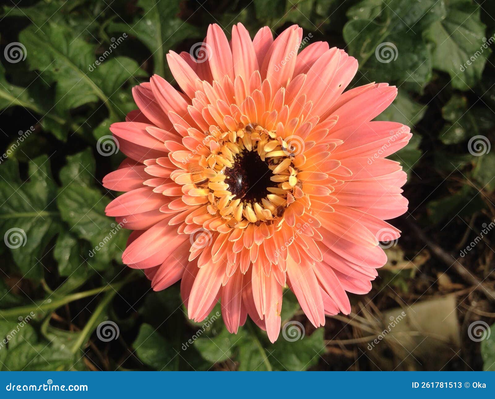 Garbera flowers stock image. Image of garbera, flowers - 261781513