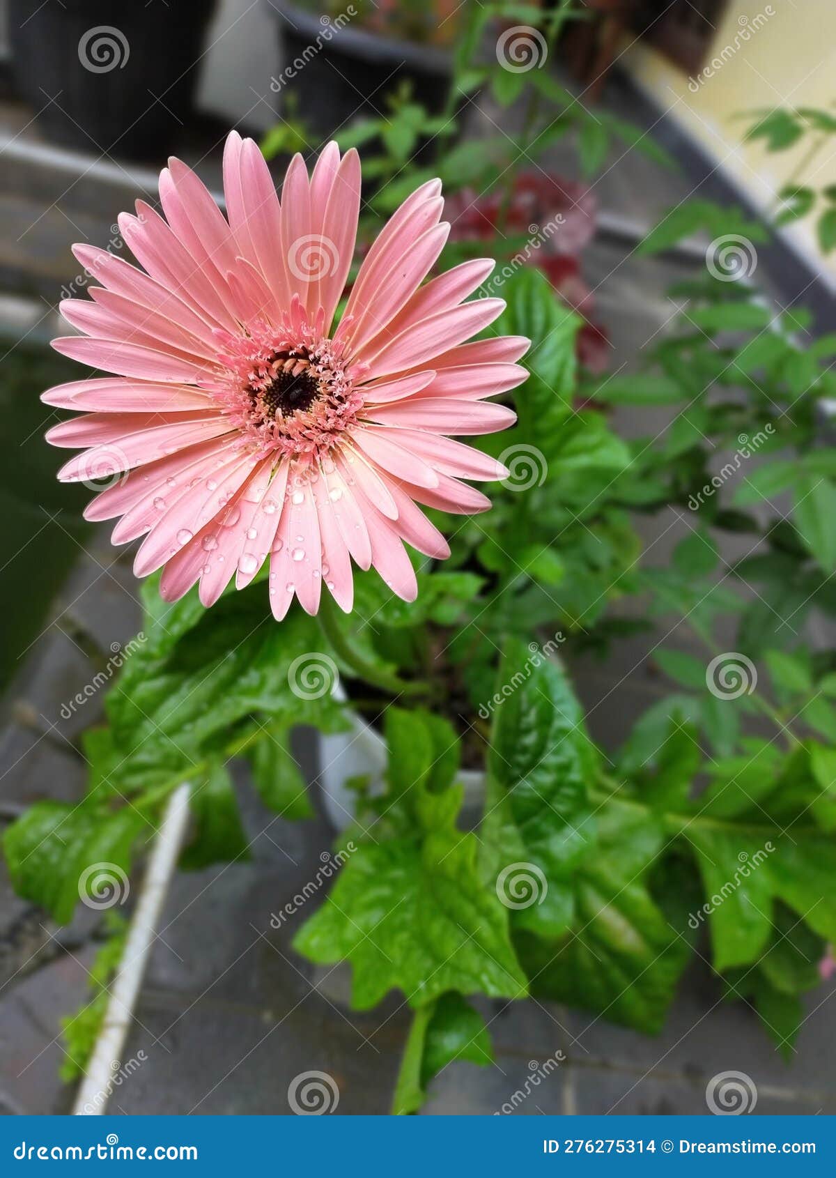 Garbera Flowers are Popular in Gardens, As Cut Flowers, and As a Source ...