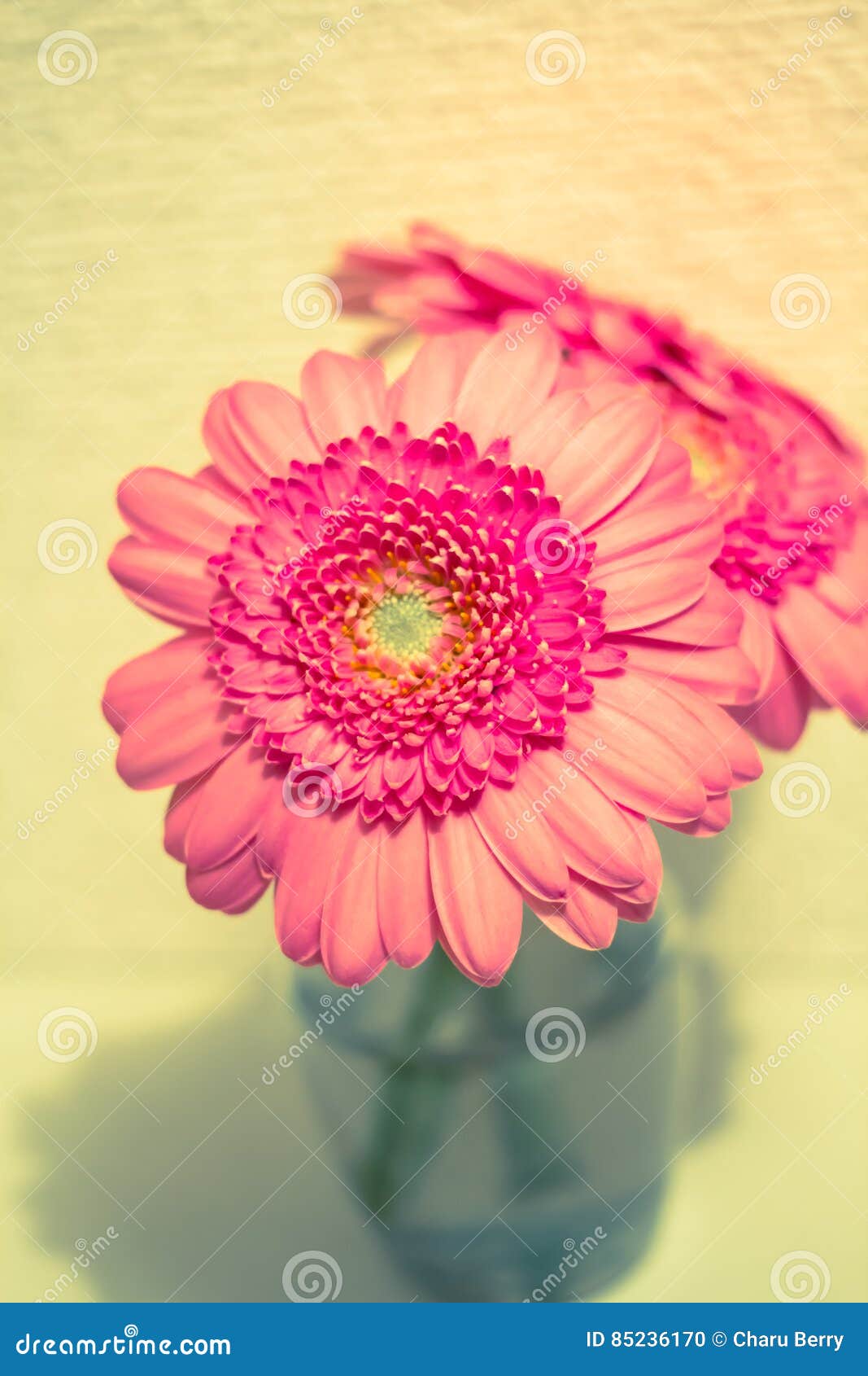 Garbera stock photo. Image of white, pink, smile, plant - 85236170
