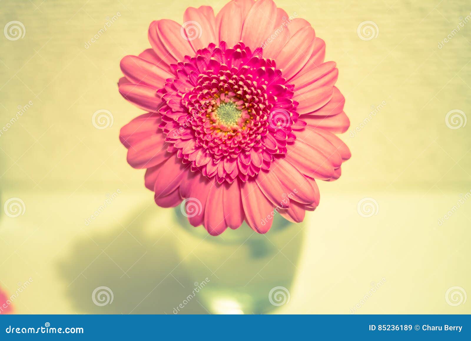 Garbera stock image. Image of color, sunshine, fantasy - 85236189