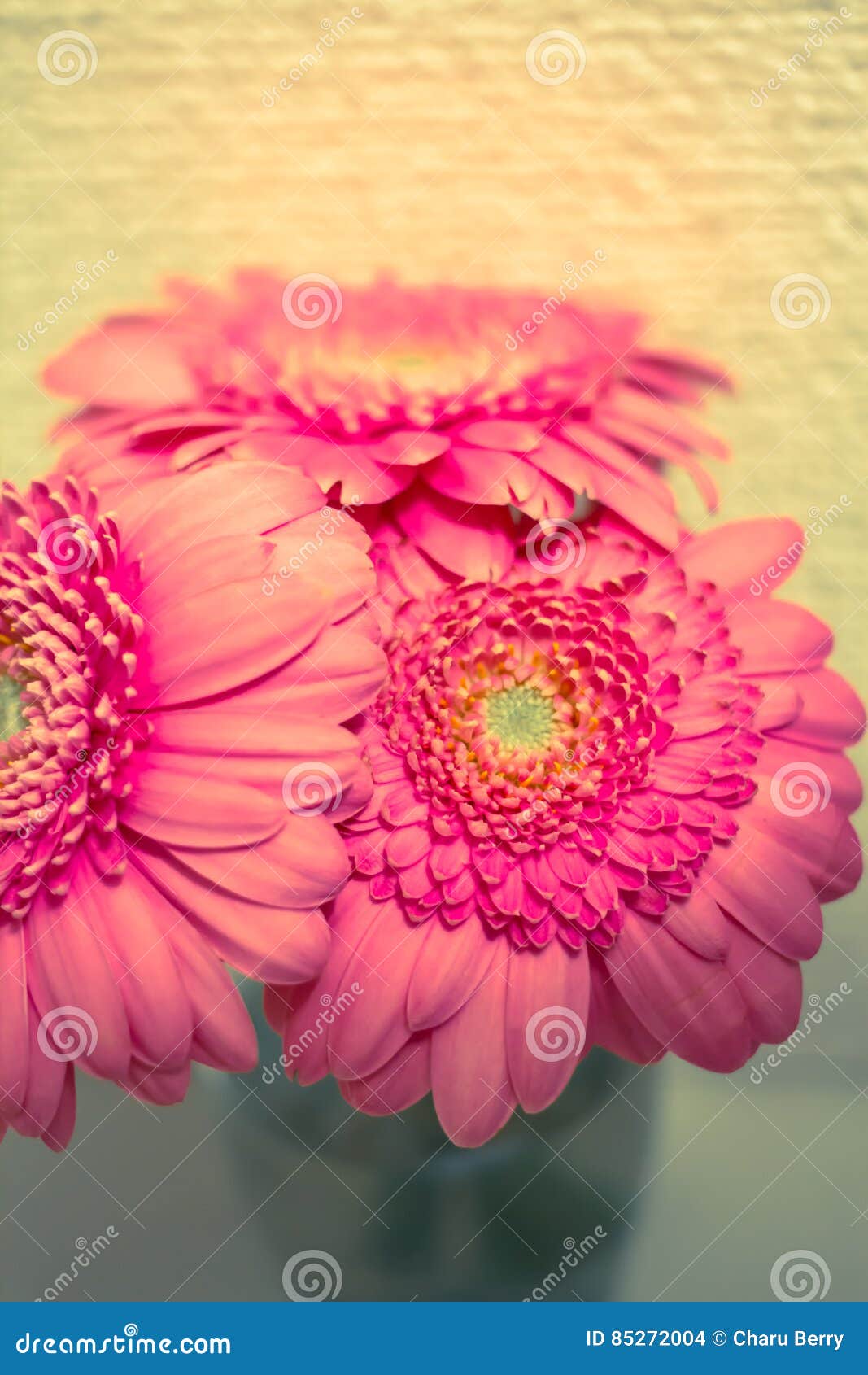 Garbera stock photo. Image of shiny, plant, white, pink - 85272004