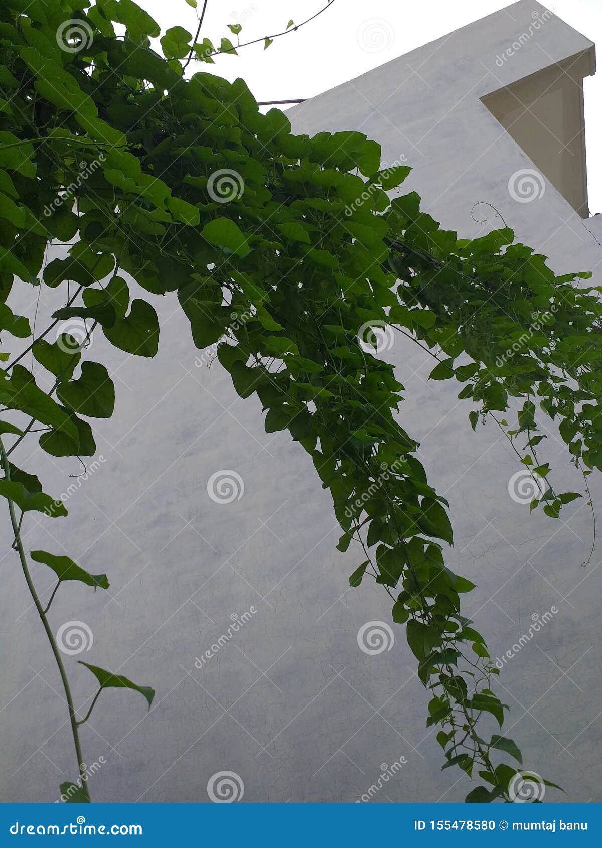 Gardan hanging tree stock photo. Image of beladi, hanging - 155478580