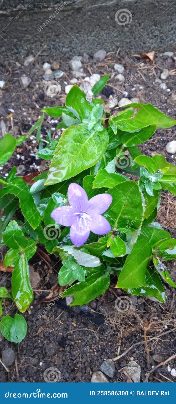 Gardan Plant Flower Lights Green Stock Photo - Image of produce, nature ...