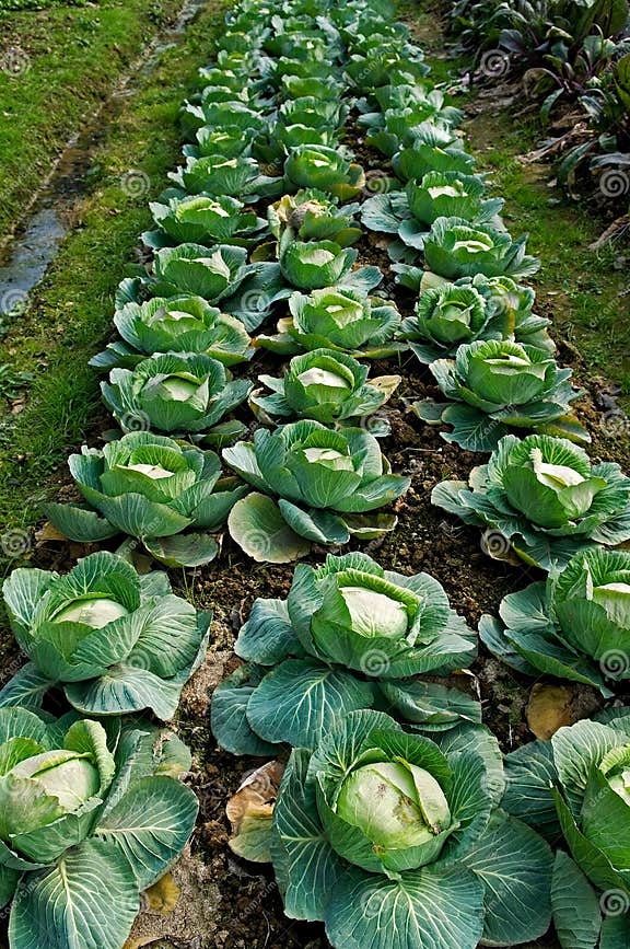 Garden stock image. Image of reproduction, rural, planting - 12589233