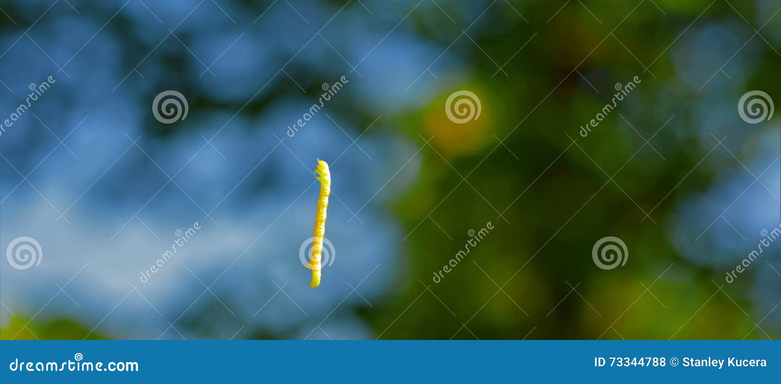 Garden Abstract Canker Worm Stock Photo - Image of barely, hanging ...