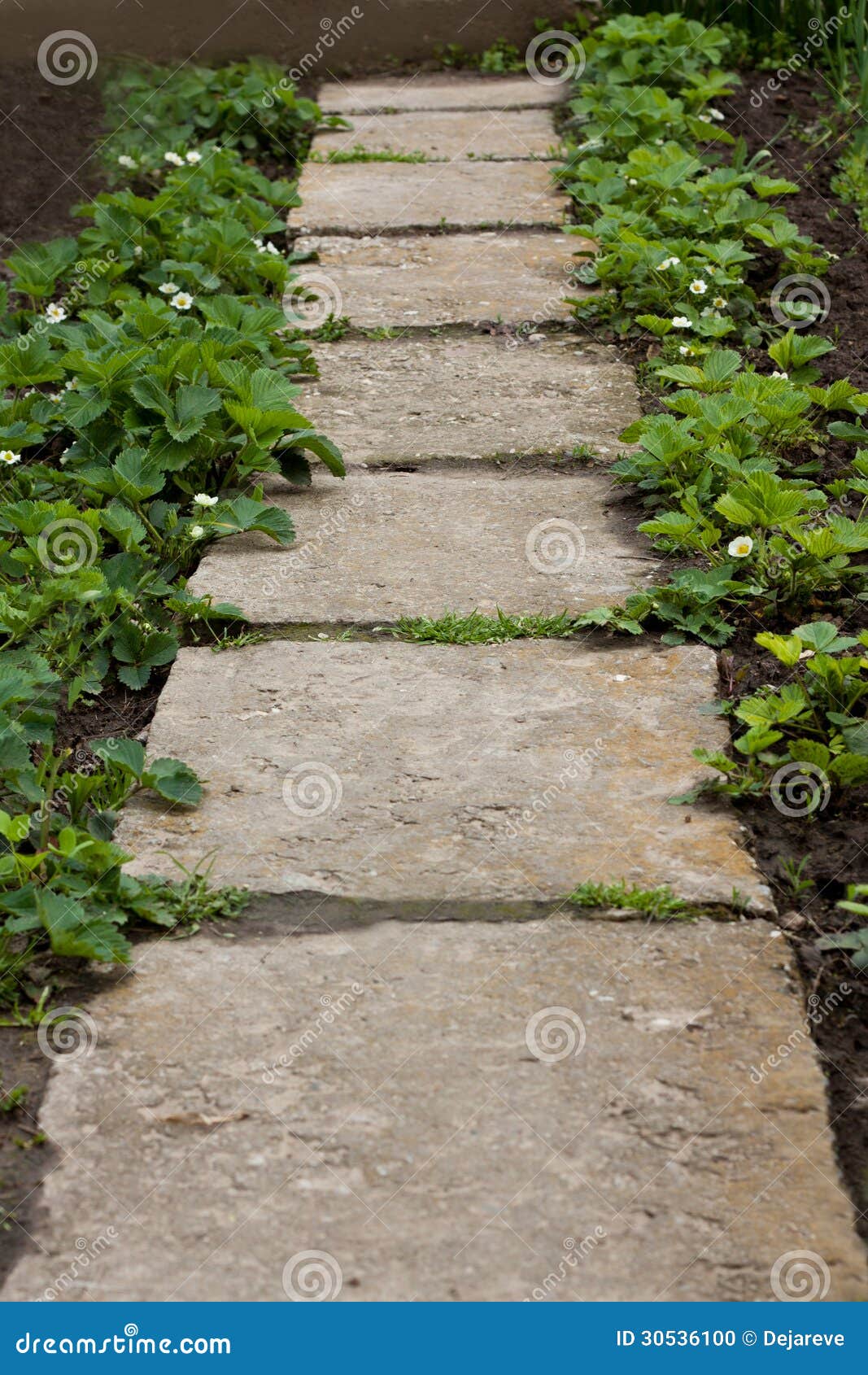 Garden alley stock photo. Image of alley, garden, green - 30536100