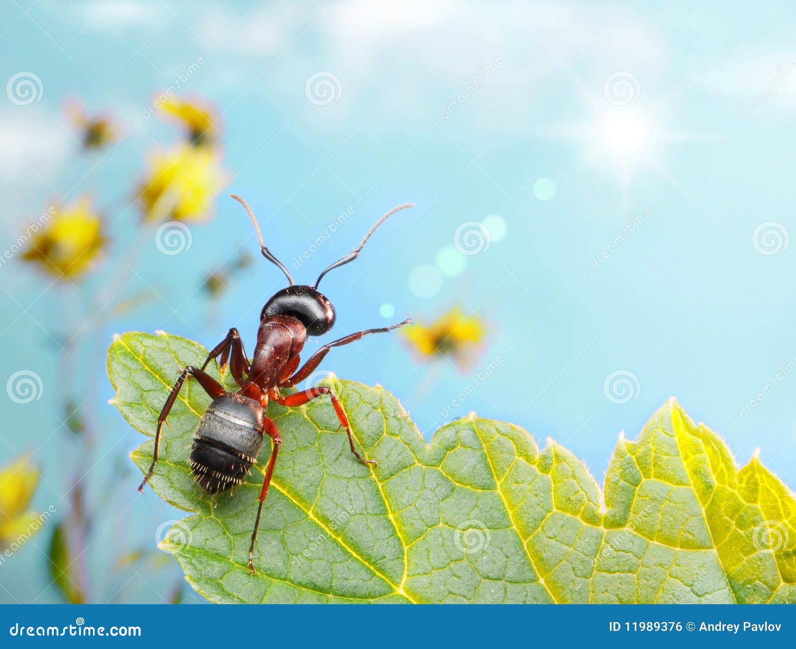 Garden Ant Catching Sun Beam Stock Photo - Image of happy, yellow: 11989376