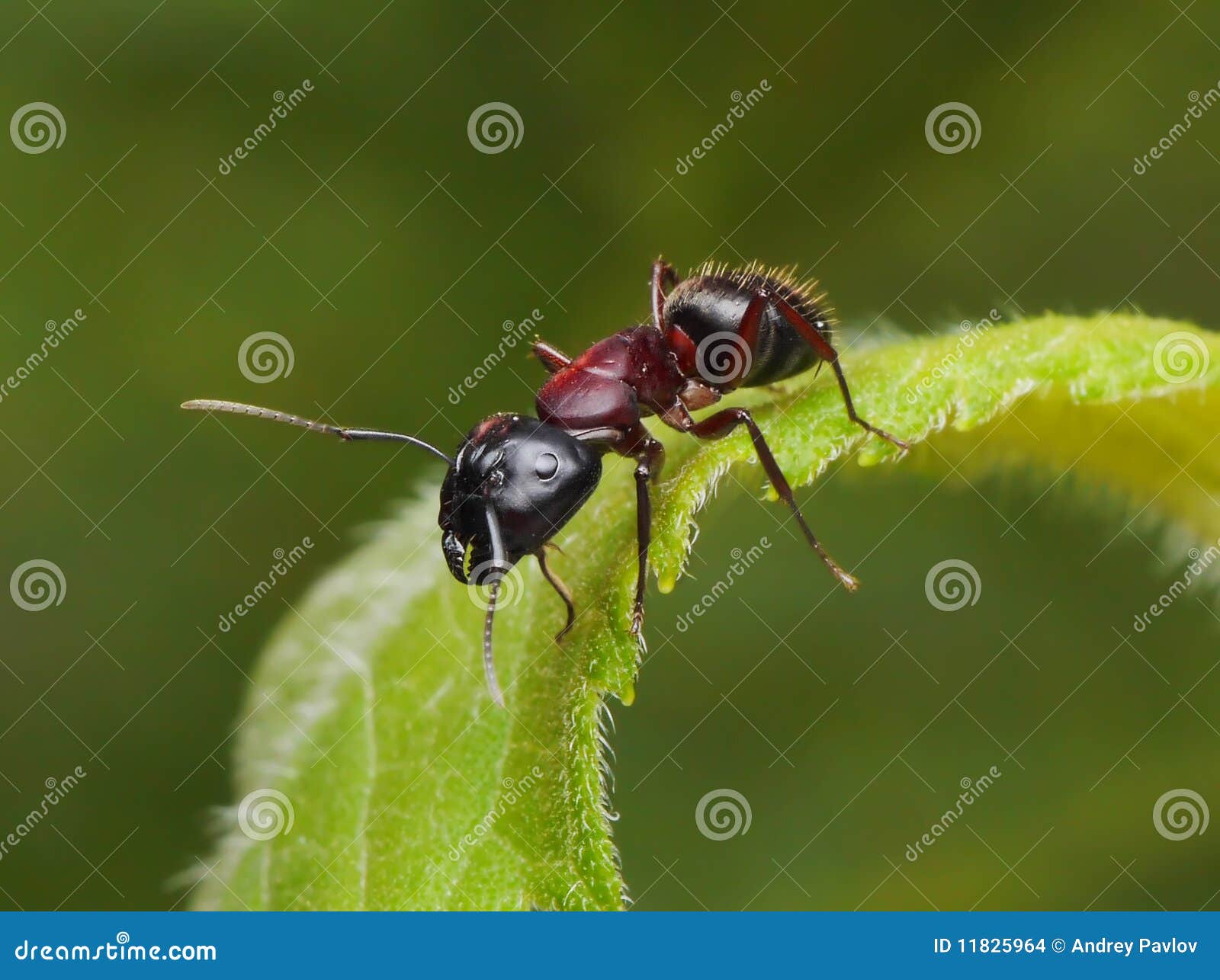 Garden ant on a leaf stock photo. Image of detailed, leaf - 11825964