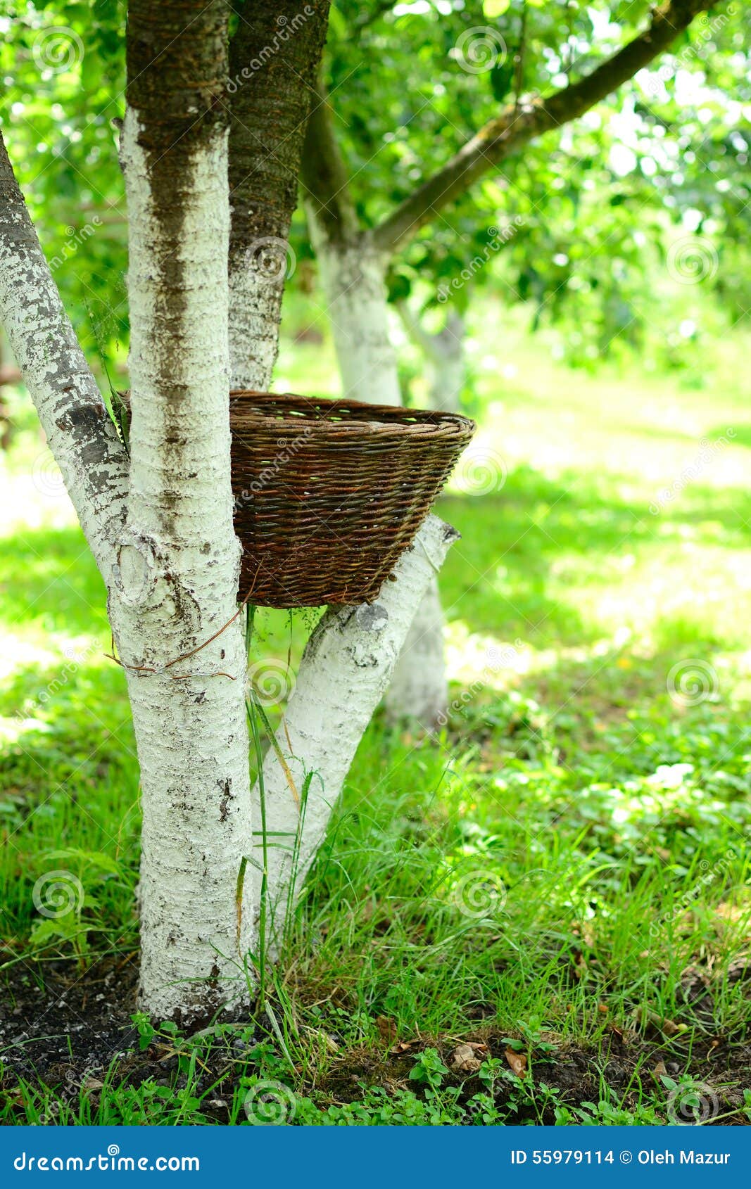 The garden stock photo. Image of twigs, pine, firewood - 55979114