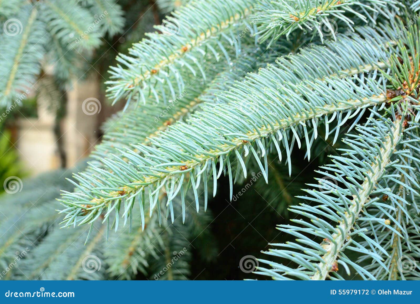 The garden stock photo. Image of trees, pine, firewood - 55979172