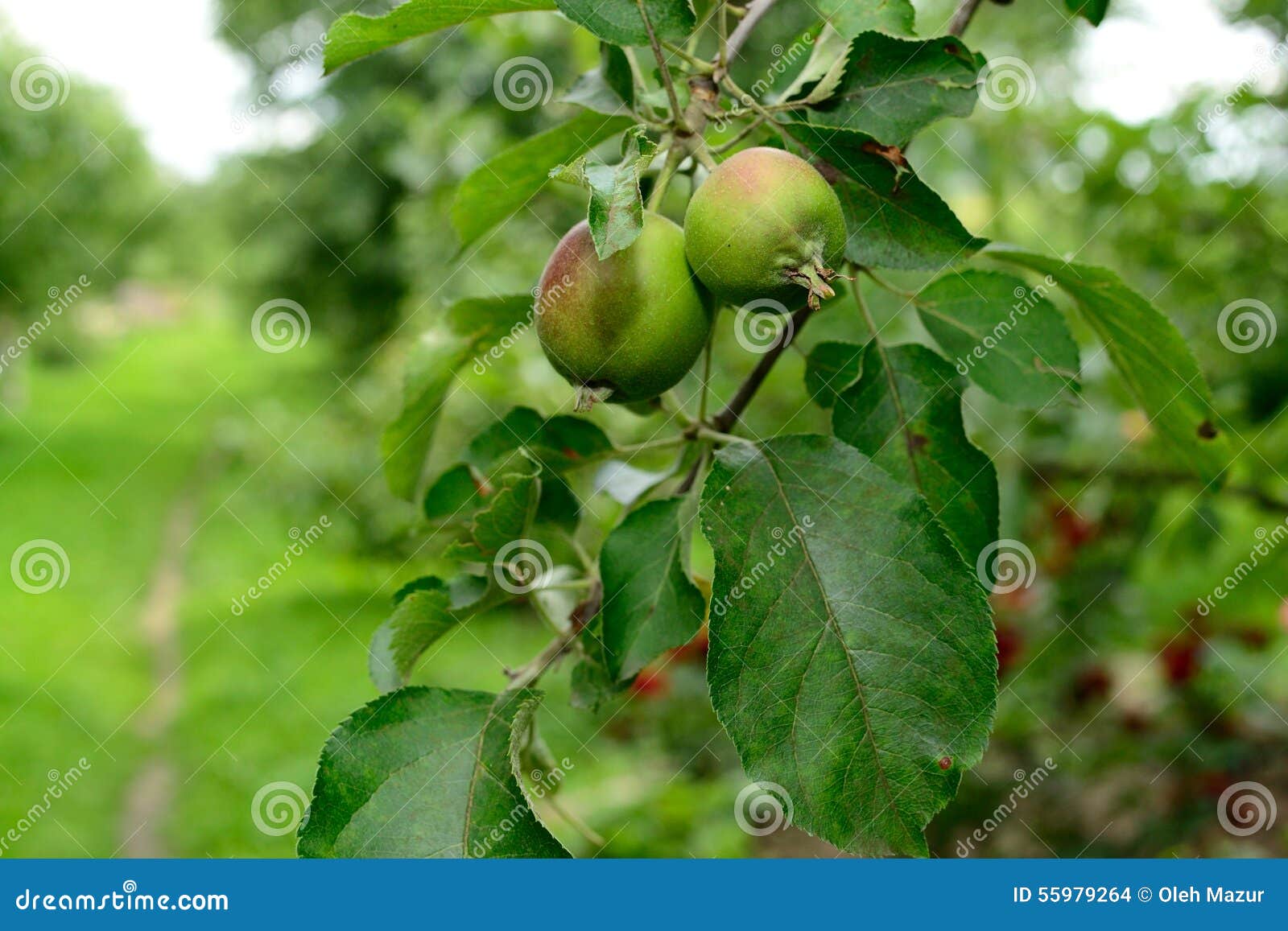 The garden stock photo. Image of firewood, tree, apple - 55979264