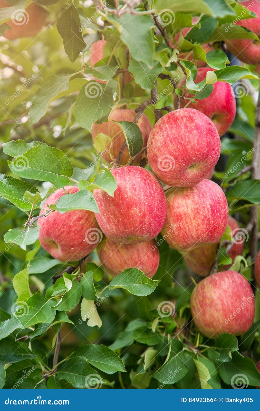 Garden Apple Farm at Tokyo in Japan Stock Photo - Image of farming ...