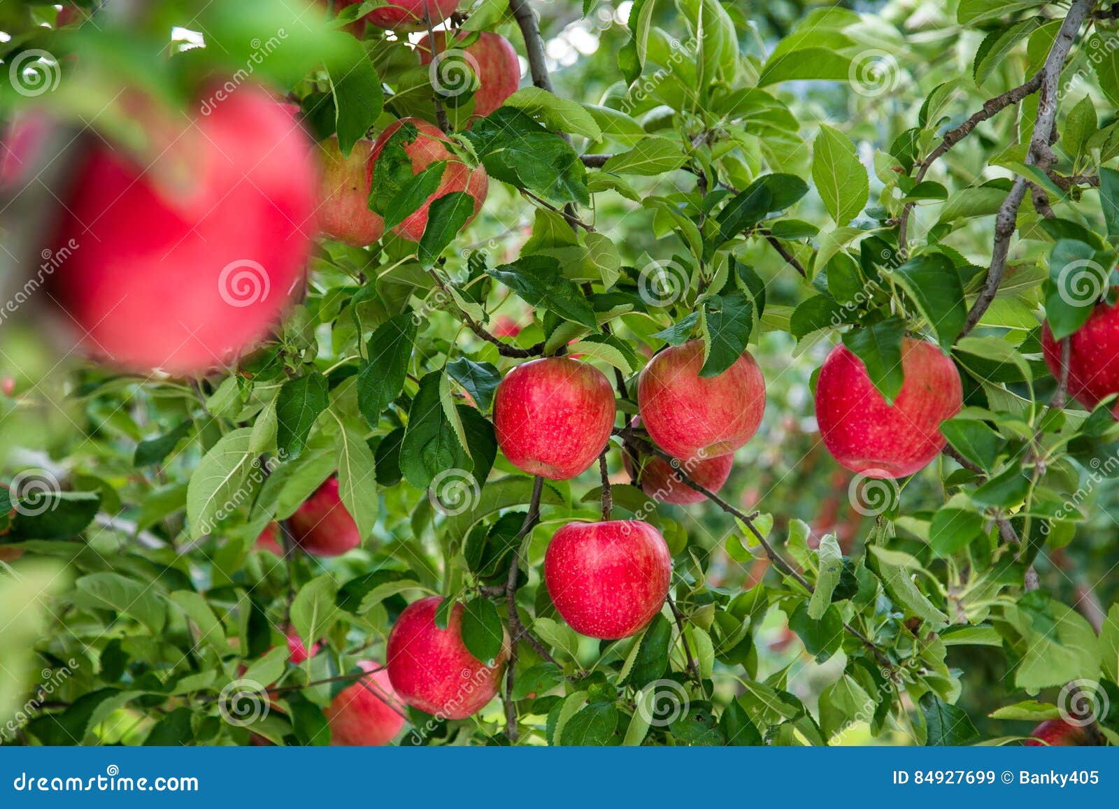 Garden Apple Farm at Tokyo in Japan Stock Image - Image of district ...