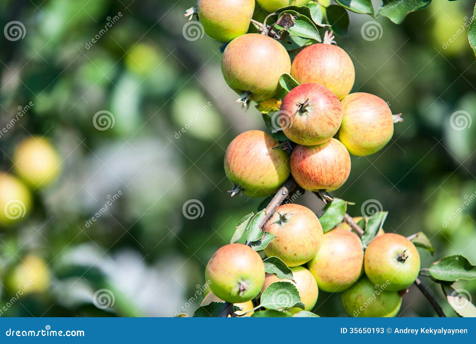 Garden Apple Tree with Red Apples Stock Image - Image of group, colors ...