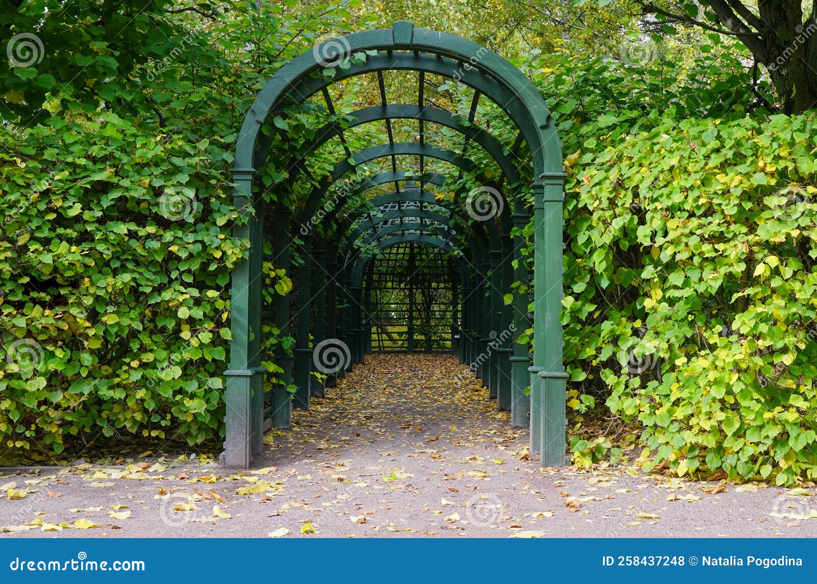Garden Arbor Leading To Forest Path Stock Photo - Image of grass ...