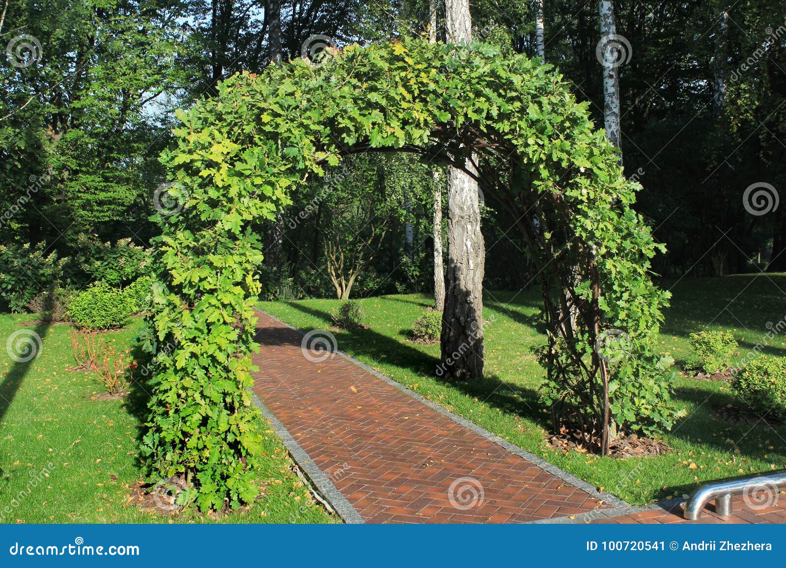 Entangled Intertwined Tree Roots In United State Parks Stock ...