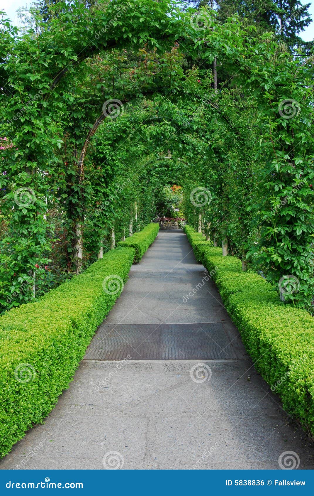 Garden arches and path stock photo. Image of fresh, green - 5838836
