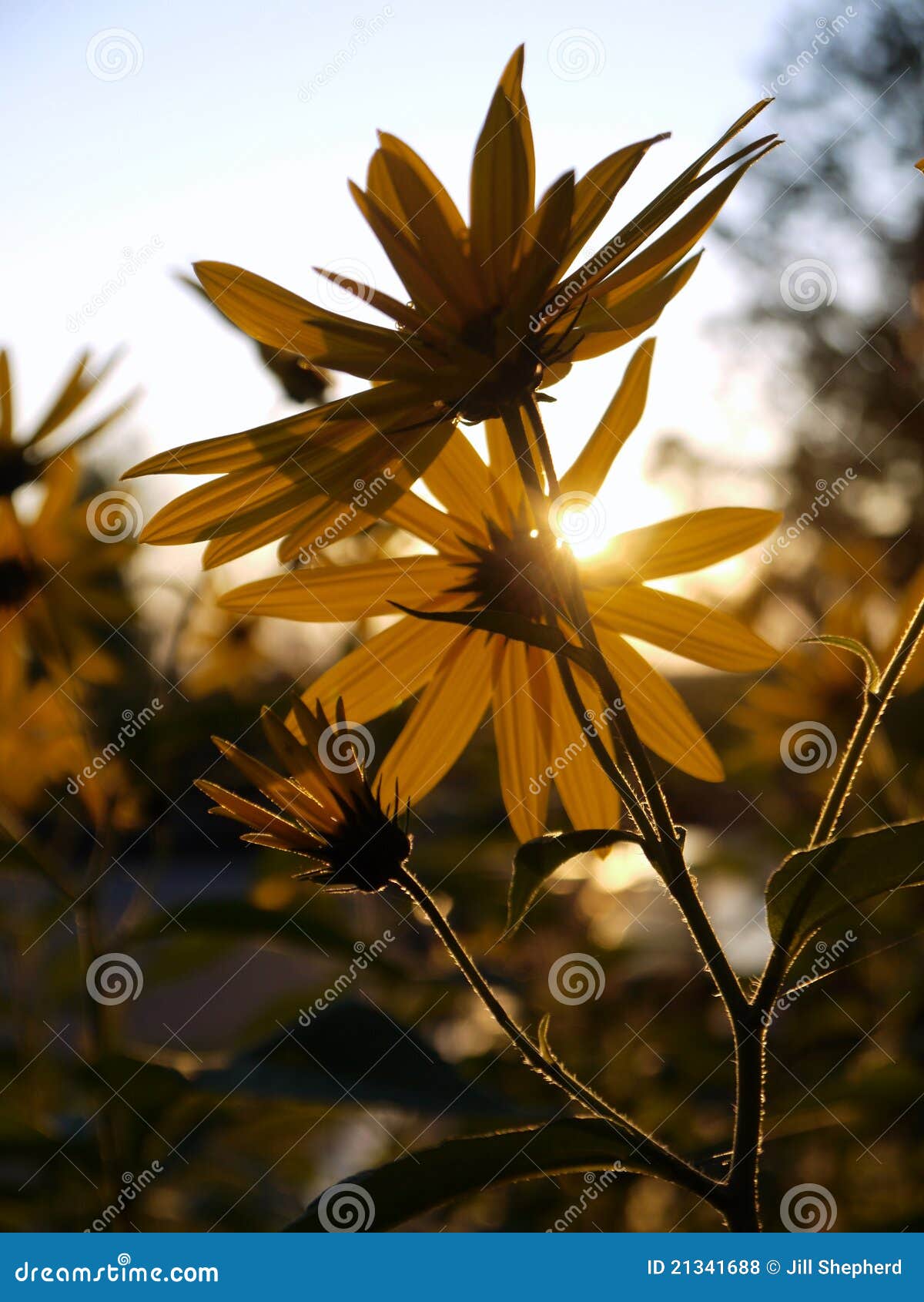 Garden: Backlit Yellow Sunflowers Stock Photo - Image of flowers, late ...