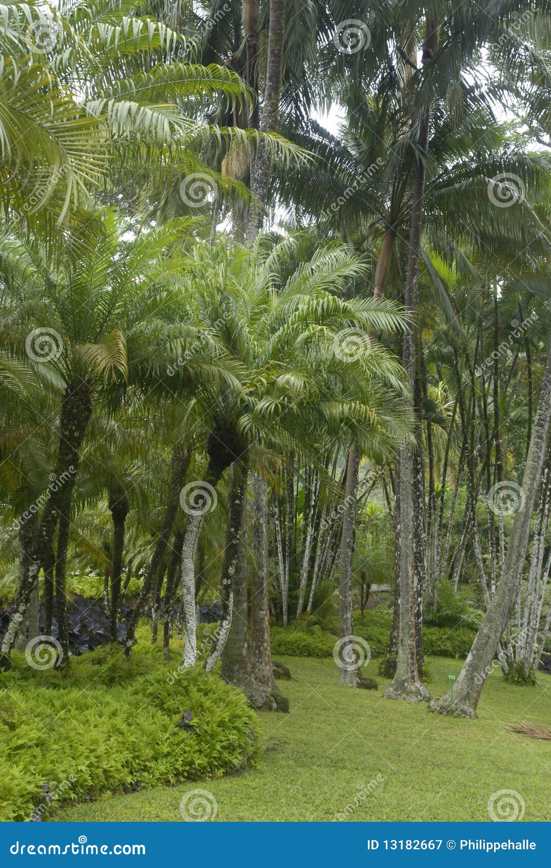 Garden of Balata stock image. Image of tree, creole, flowers - 13182667