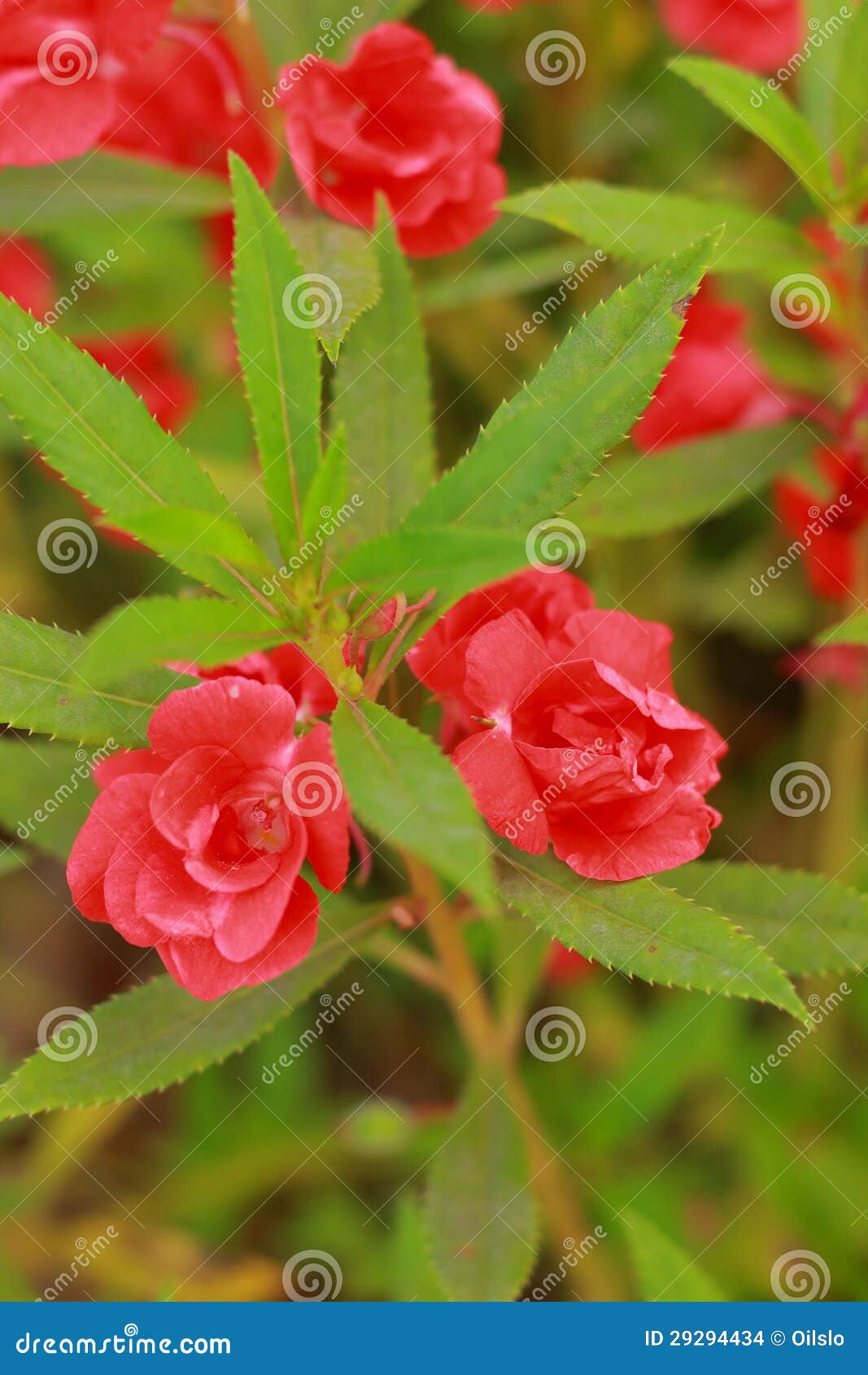 Garden Balsam - Red Flowers Stock Photo - Image of botanical, garden ...