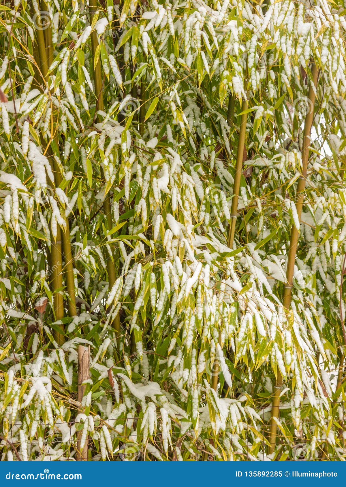 Garden Bamboo Covered in White Winter Snow. Stock Image - Image of ...