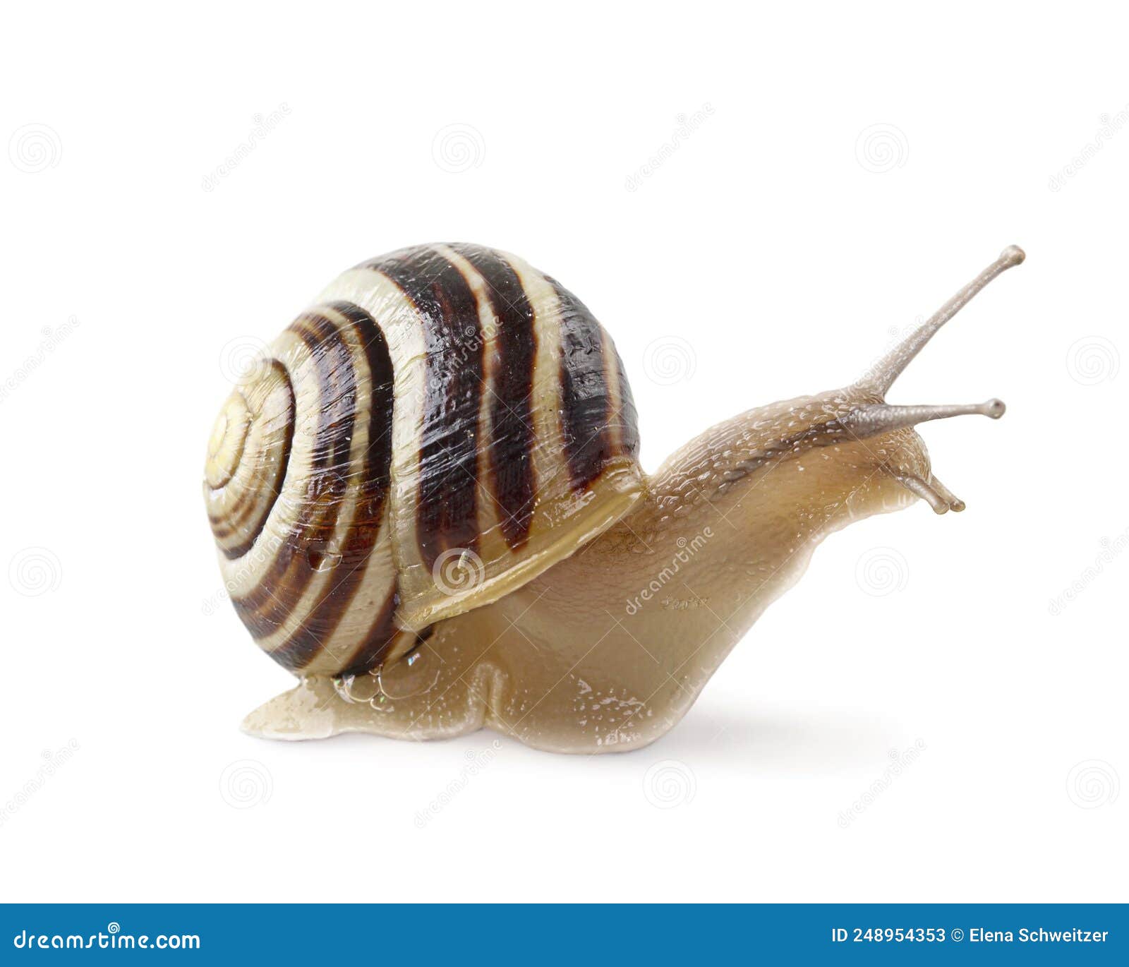 Garden banded snail stock image. Image of background - 248954353