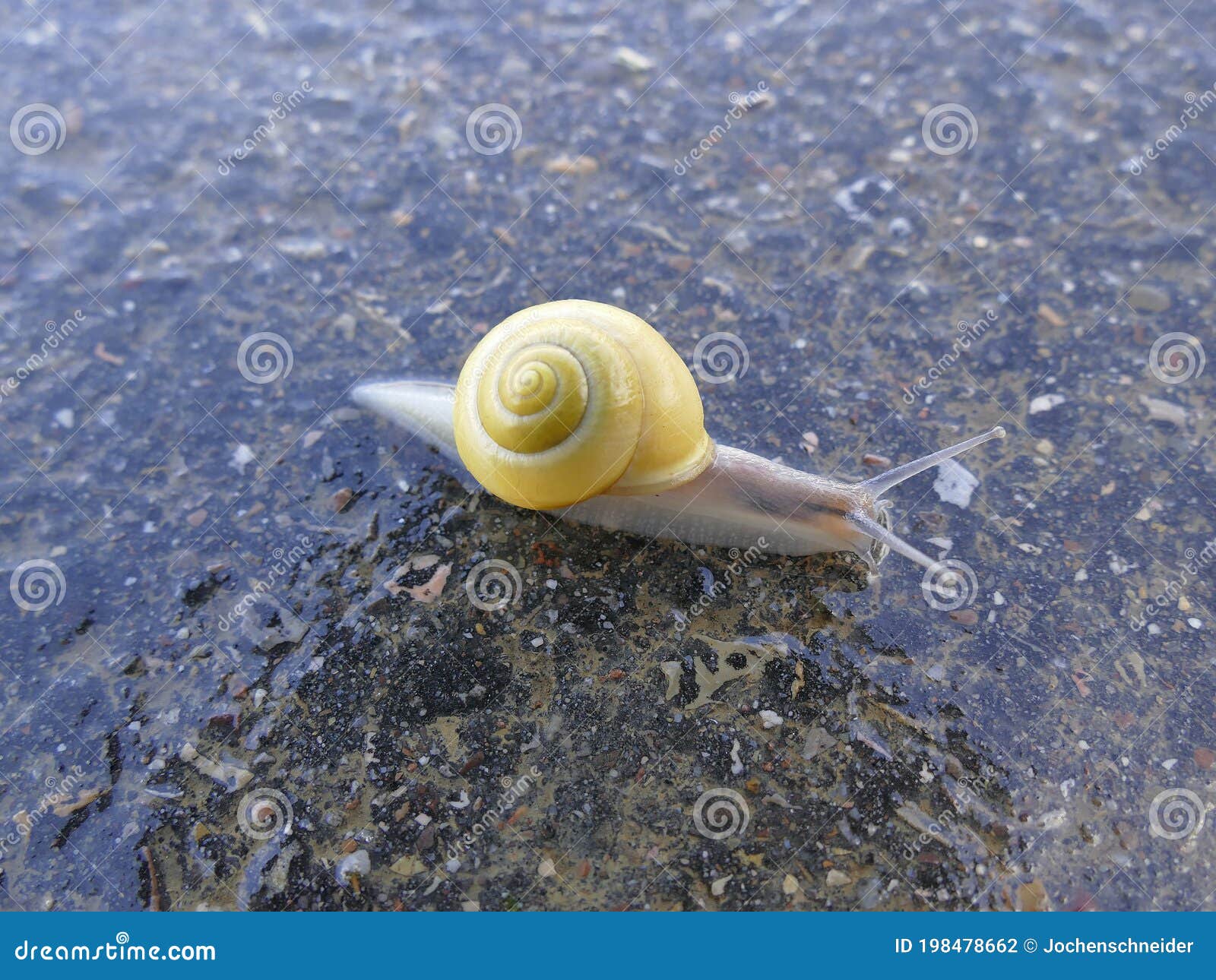 Garden Banded Snail Walking Over a Way Stock Photo - Image of detail ...