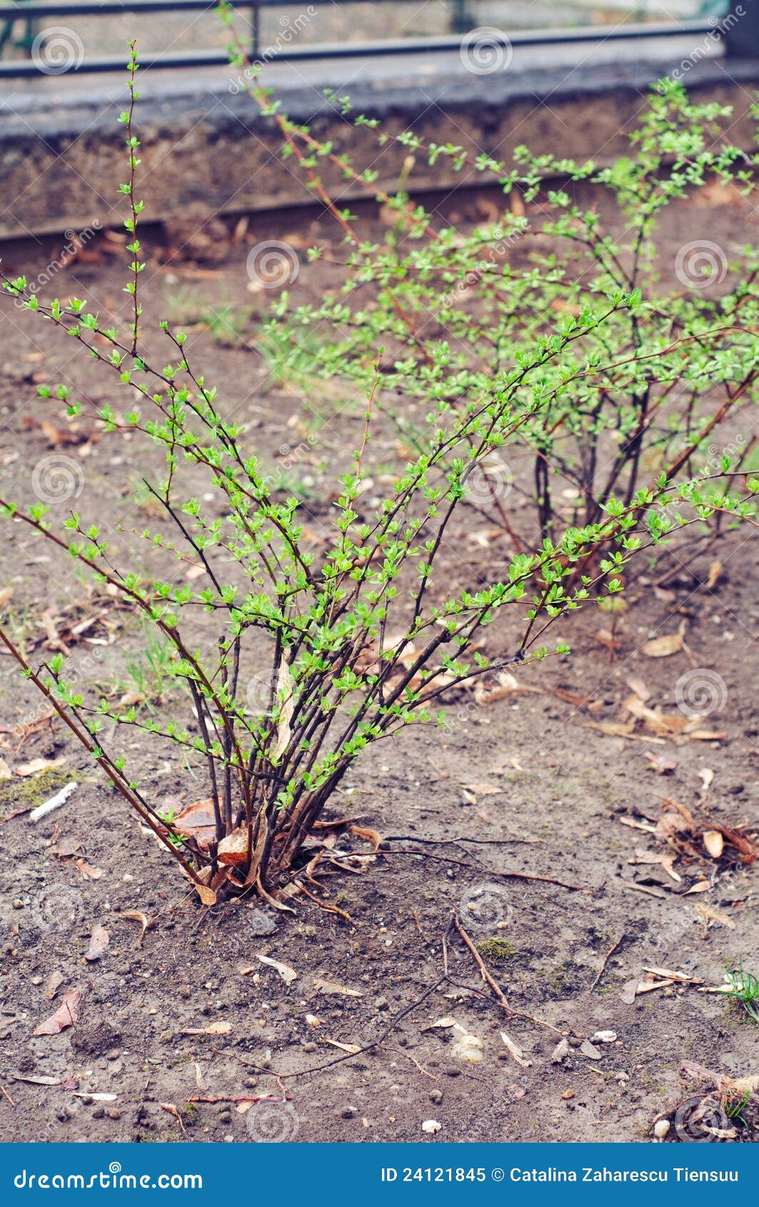 Berberis Thumbergii Atropurpurea Red-leaved Shrub With Thorns Close-up ...