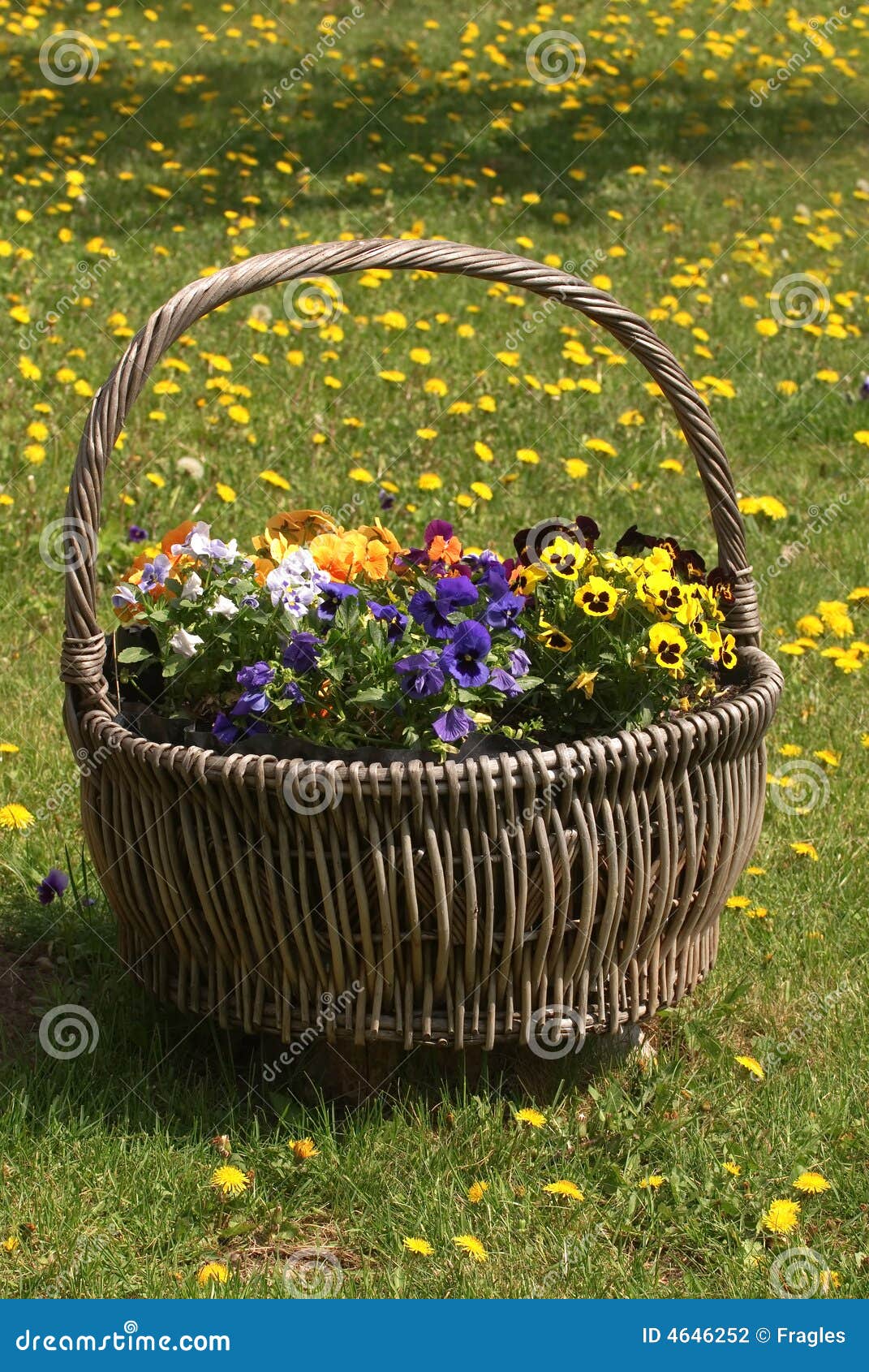 Garden basket stock photo. Image of grass, spring, colorful - 4646252