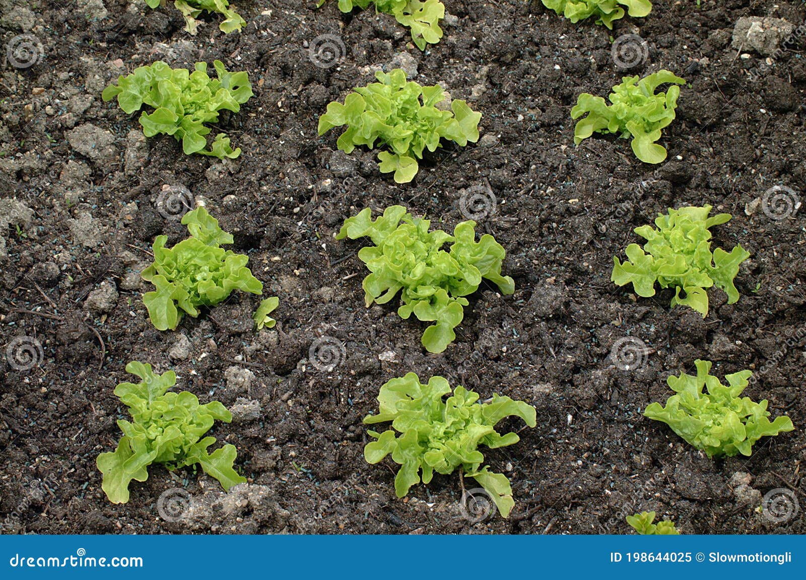 Garden with Batavia Salad, Lactuca Sativa Stock Image - Image of plant ...