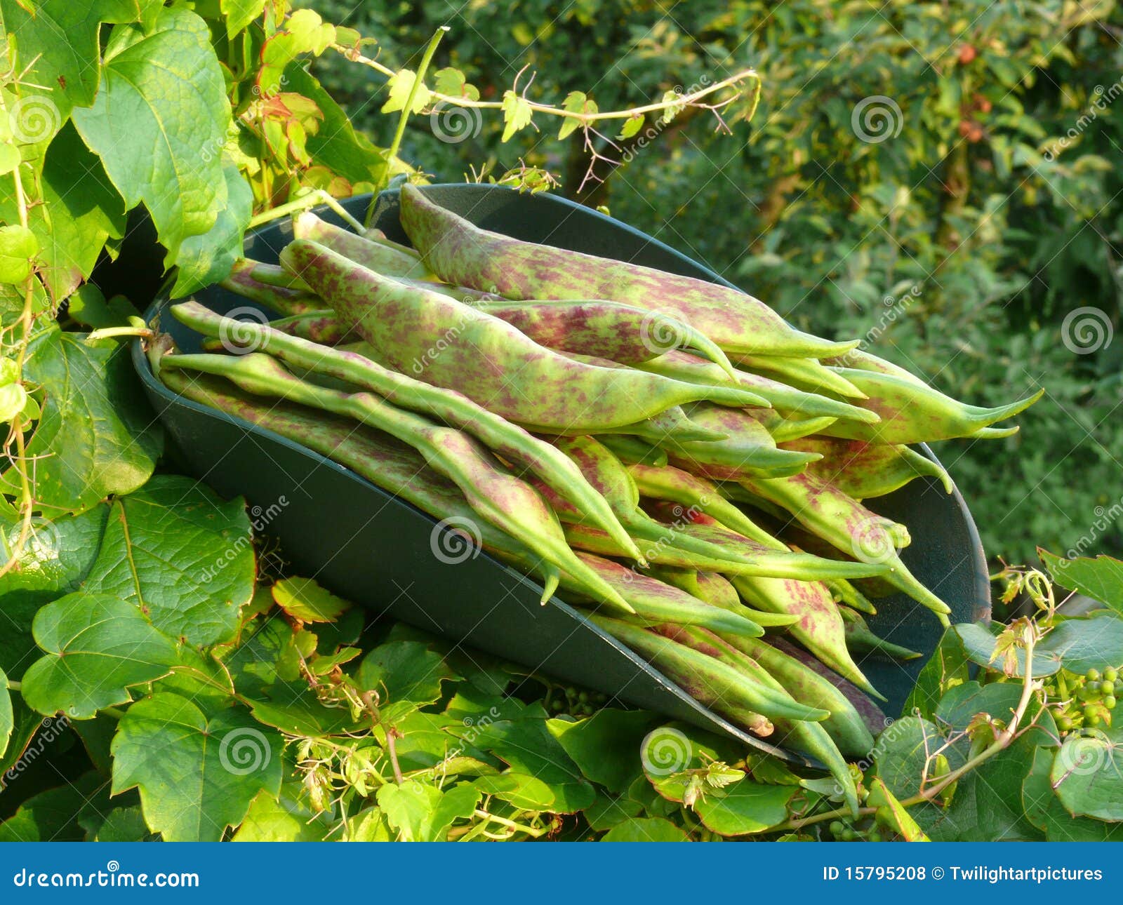 Garden Beans stock photo. Image of creeping, landscape - 15795208