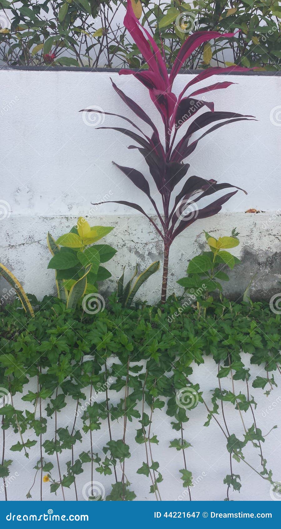 Garden stock image. Image of beautiful, contrast, garden - 44221647