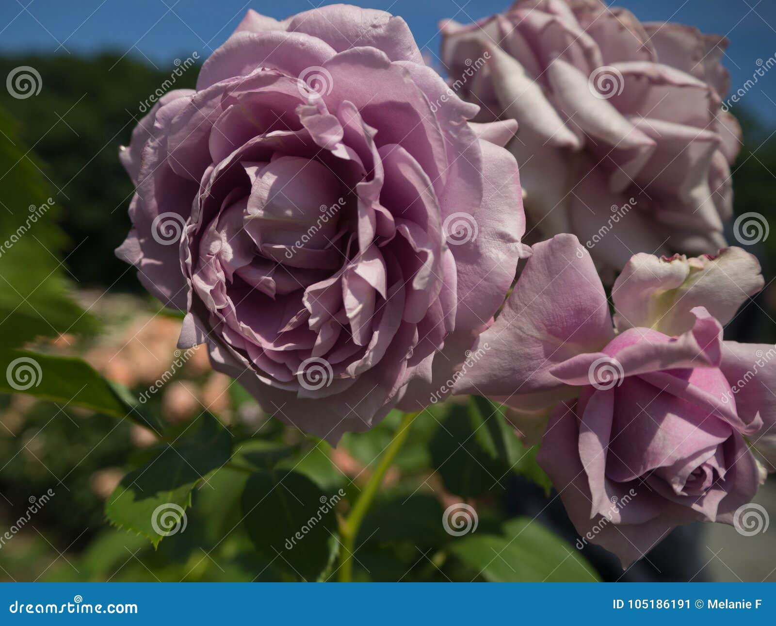 Garden of Lavender Roses stock image. Image of floral - 105186191