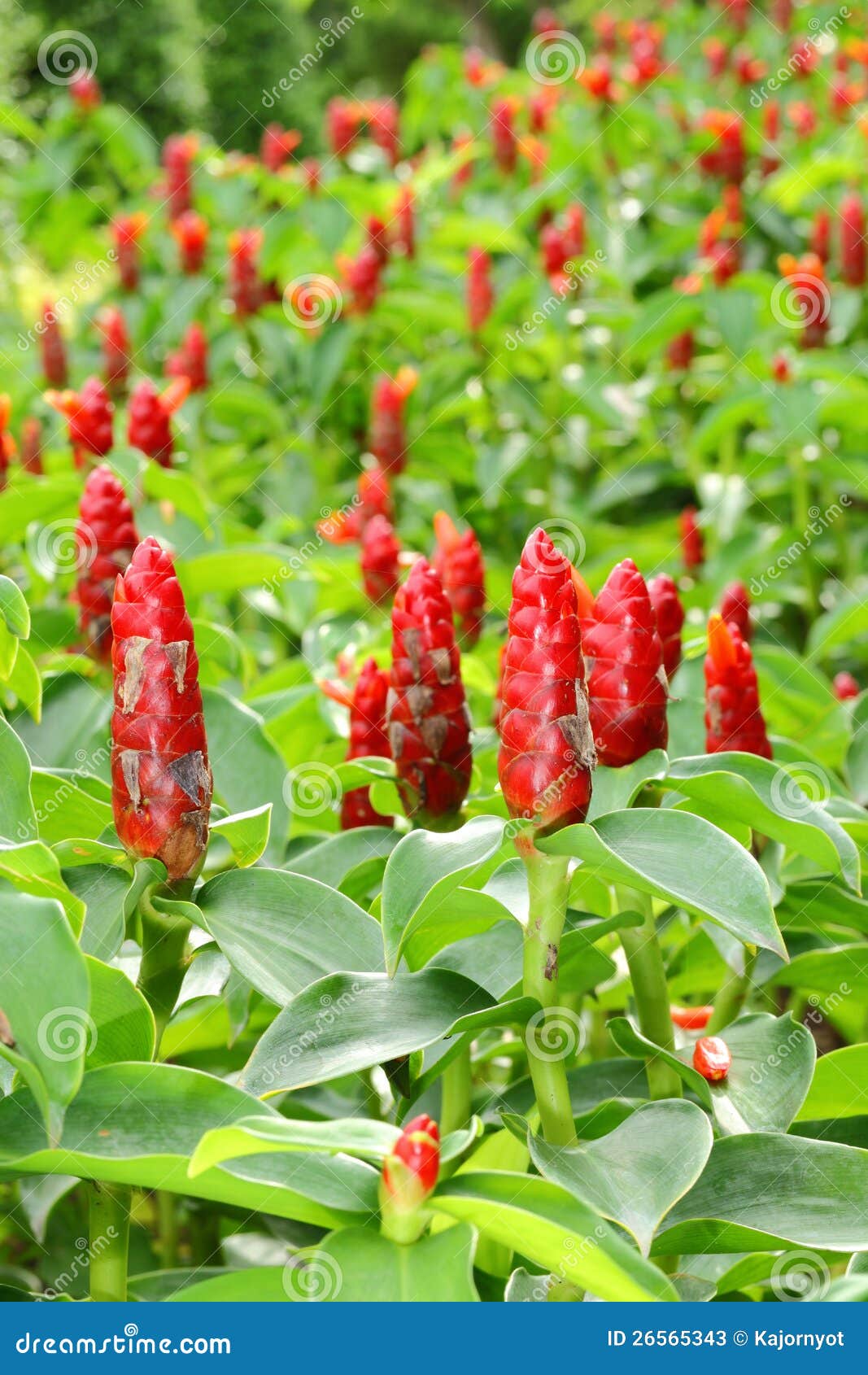 The Garden of Beautiful Tropical Red Ginger Flower Stock Image - Image ...