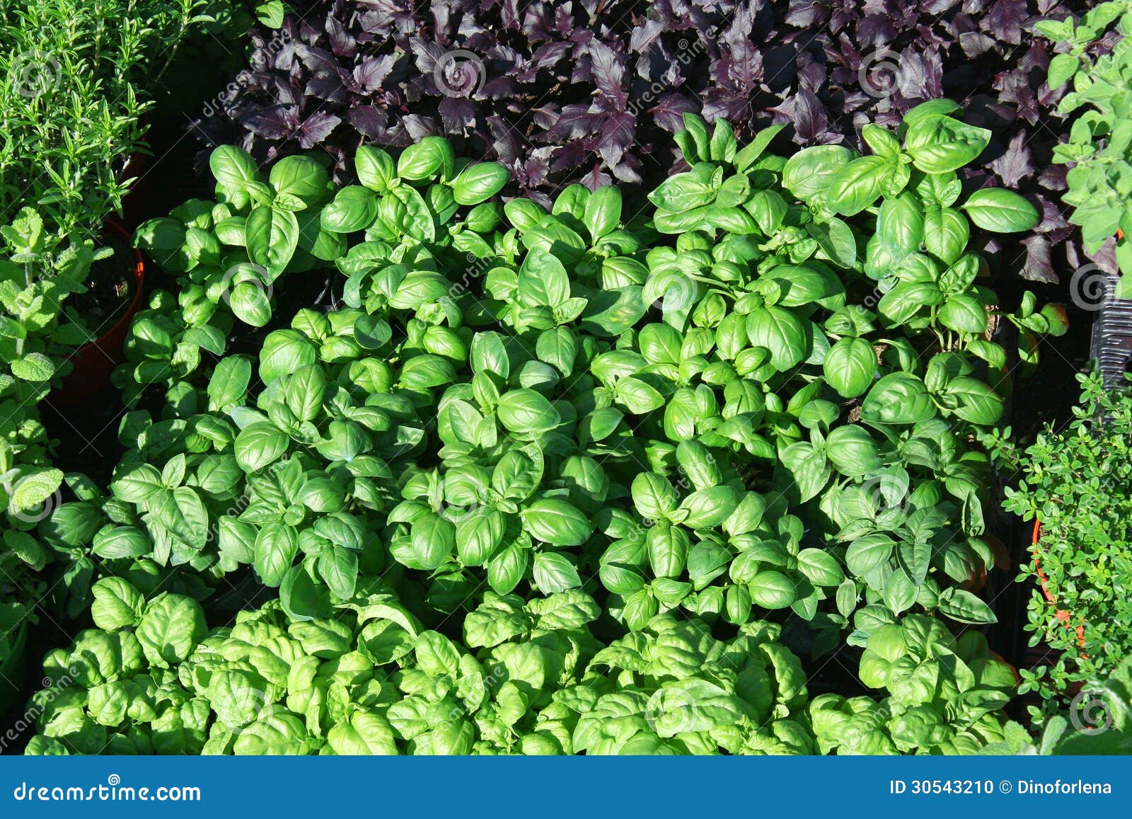Garden bed with basil stock photo. Image of eating, natural - 30543210
