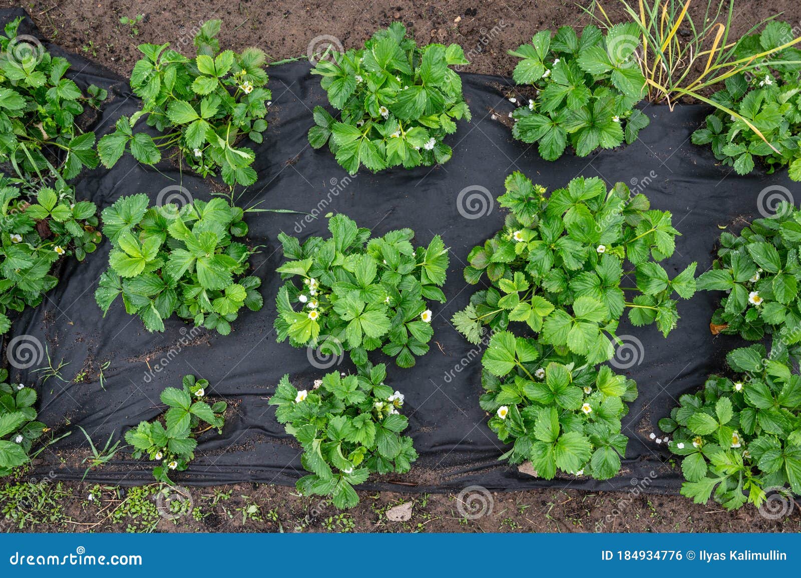 Strawberry Rows In Greenhouse. Strawberries Growing Under Membrane Film ...