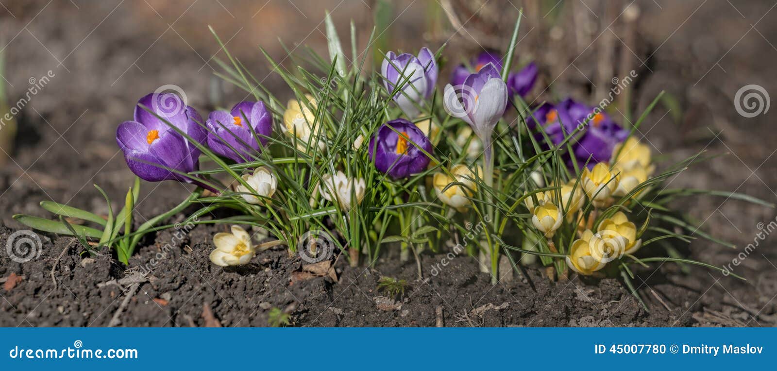Garden bed with crocuses stock photo. Image of season - 45007780